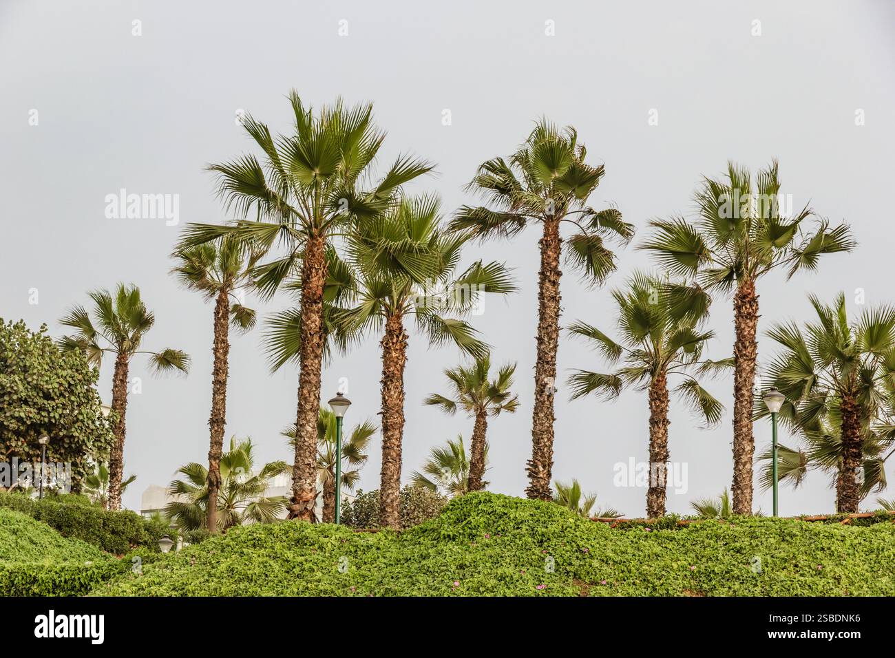Chinese palm trees hi-res stock photography and images - Alamy
