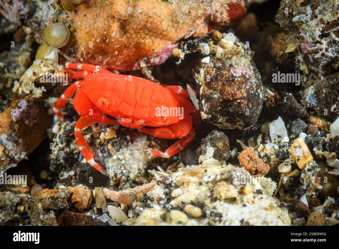 Red round crab, Neoliomera insulans, Lembeh Strait, North Sulawesi ...