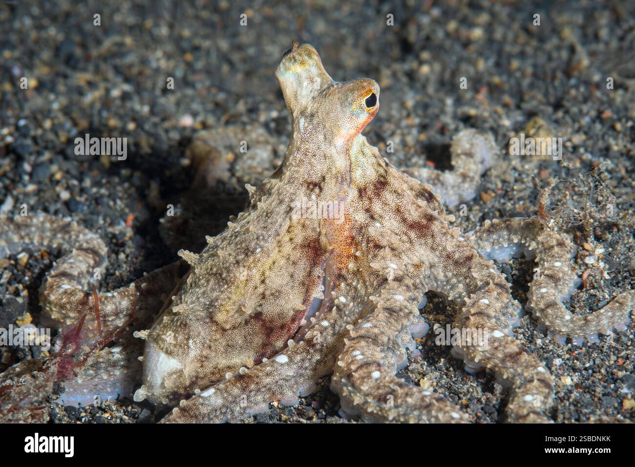 White V octopus, Abdopus sp., Lembeh Strait, North Sulawesi, Indonesia ...