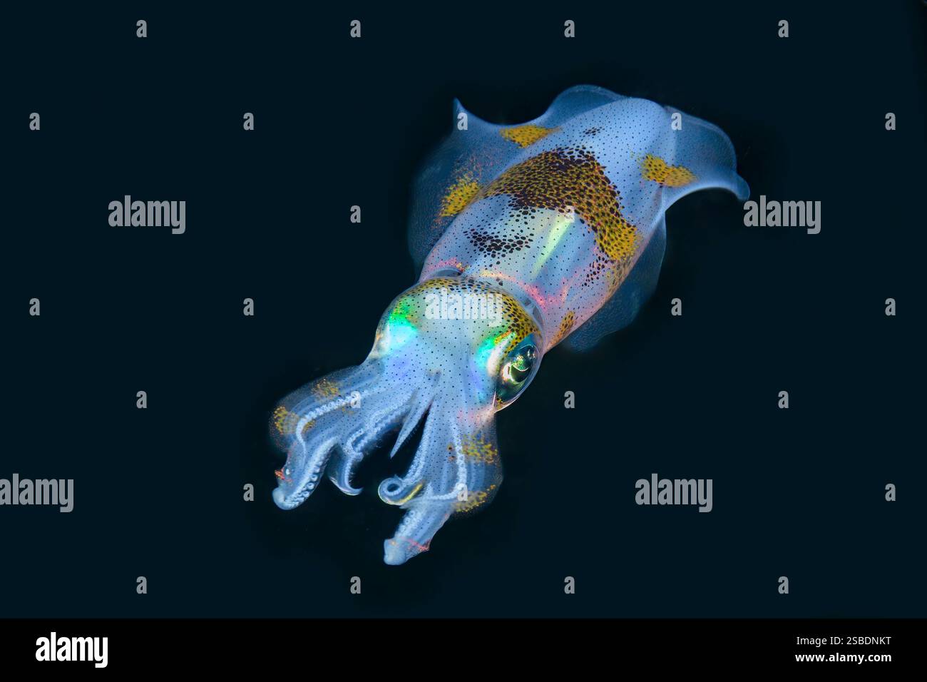 Bigfin reef squid, Sepioteuthis lessoniana, Lembeh Strait, North ...