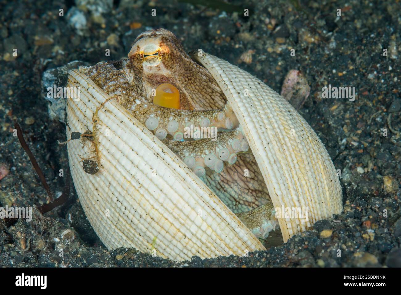 Coconut octopus, Amphioctopus marginatus, hiding in a shell, Lembeh ...