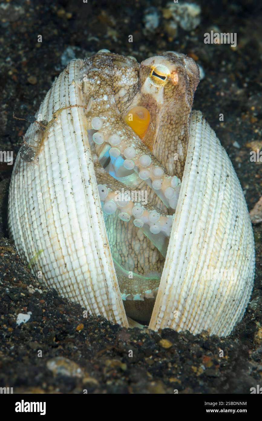 Coconut octopus, Amphioctopus marginatus, hiding in a shell, Lembeh ...