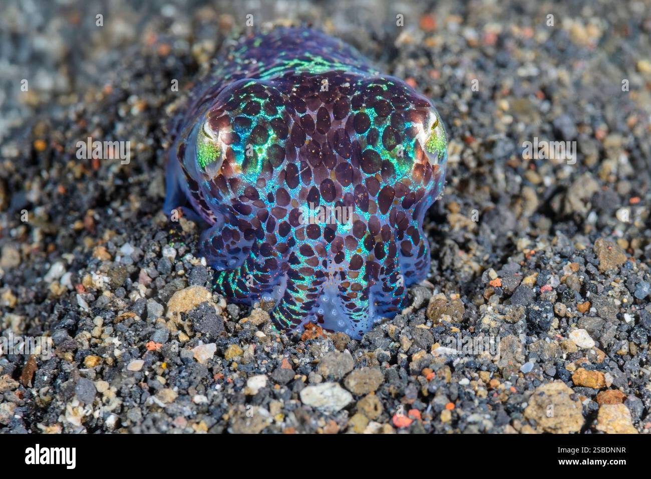 Berry's Bobtail Squid, Euprymna berryi, Lembeh Strait, North Sulawesi ...