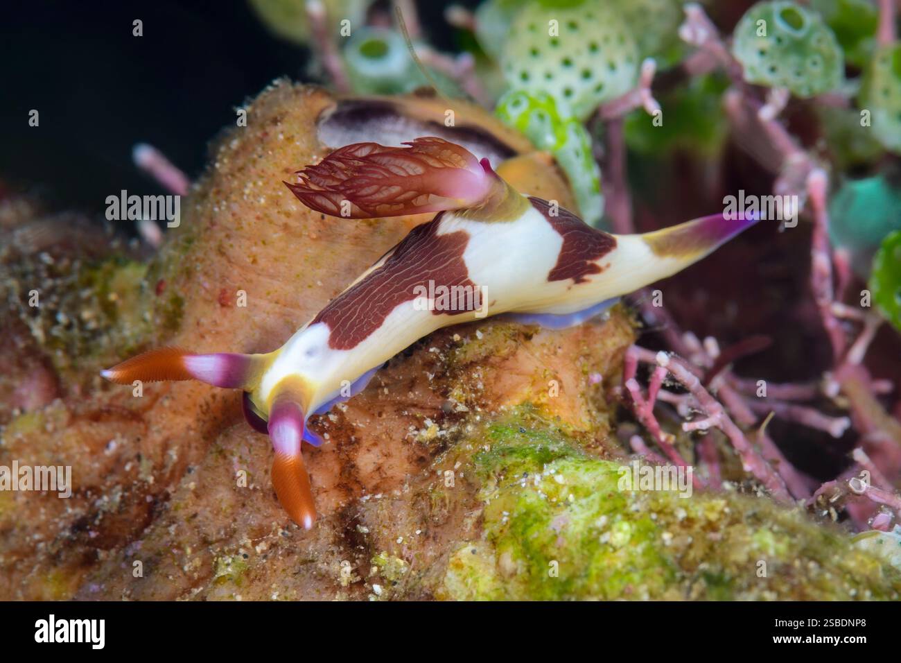 Sea slug or nudibranch, Nembrotha chamberlaini, Lembeh Strait, North ...