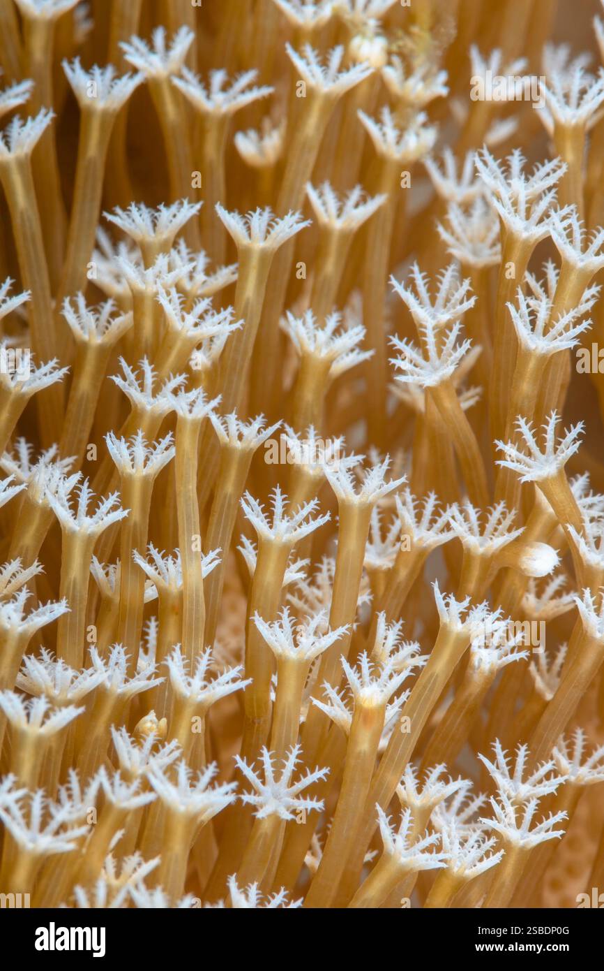 Mushroom leather coral polyps, Sarcophyton glaucum, Lembeh Strait ...