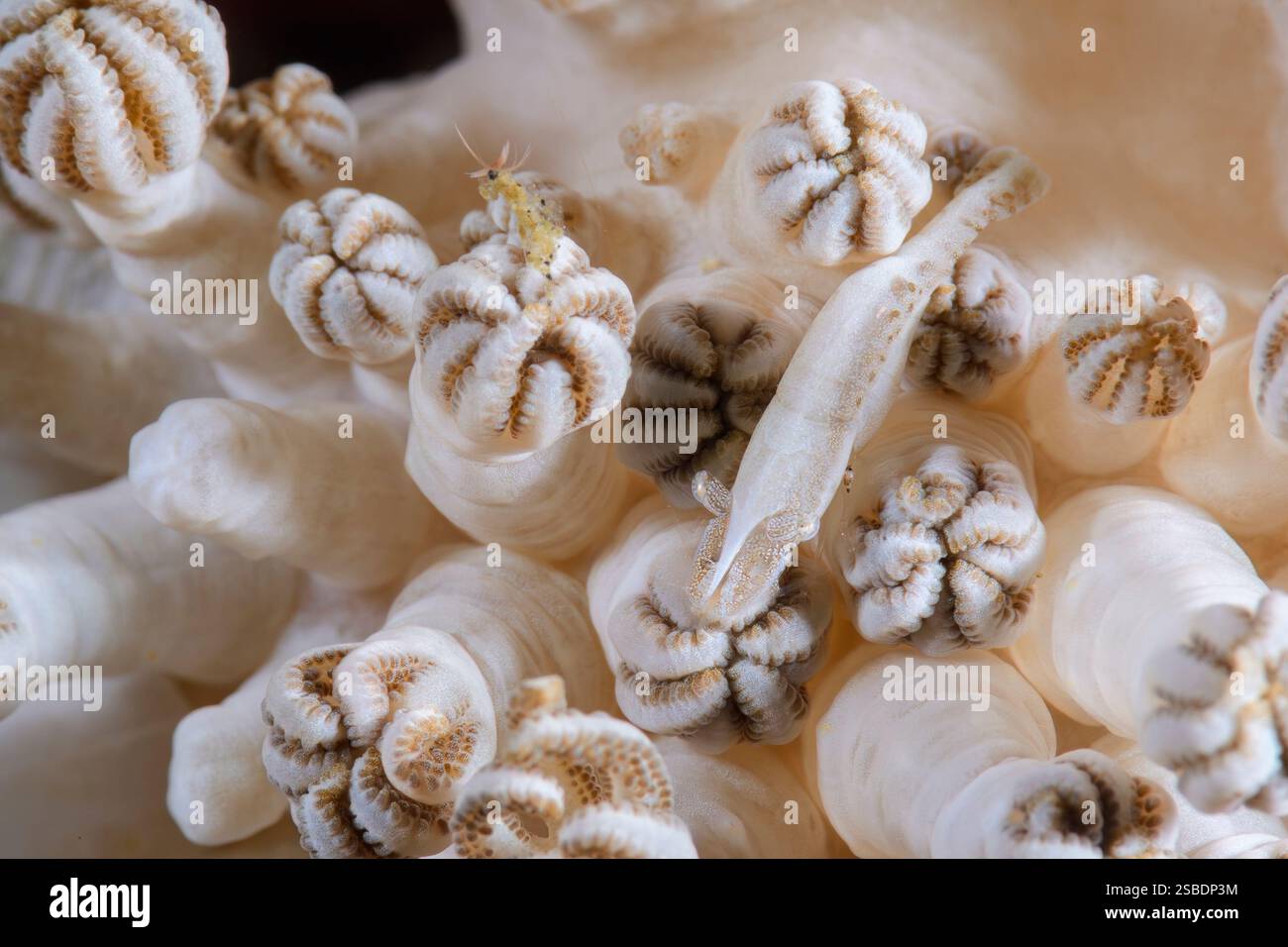 Xenia Shrimp, Hippolyte commensalis, Lembeh Strait, North Sulawesi ...