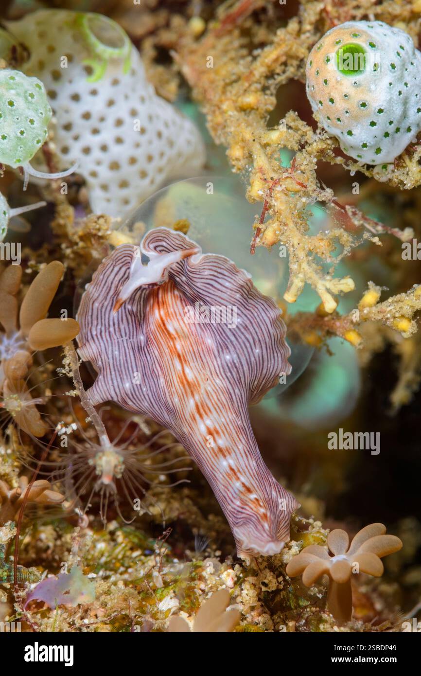 Polyclad flatworm, Prostheceraeus sp., Lembeh Strait, North Sulawesi ...