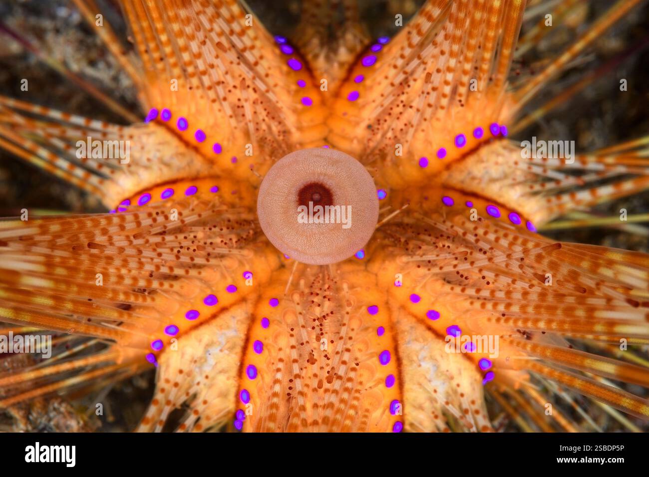 Radiant Fire Urchin, Astropyga radiata, Lembeh Strait, North Sulawesi ...
