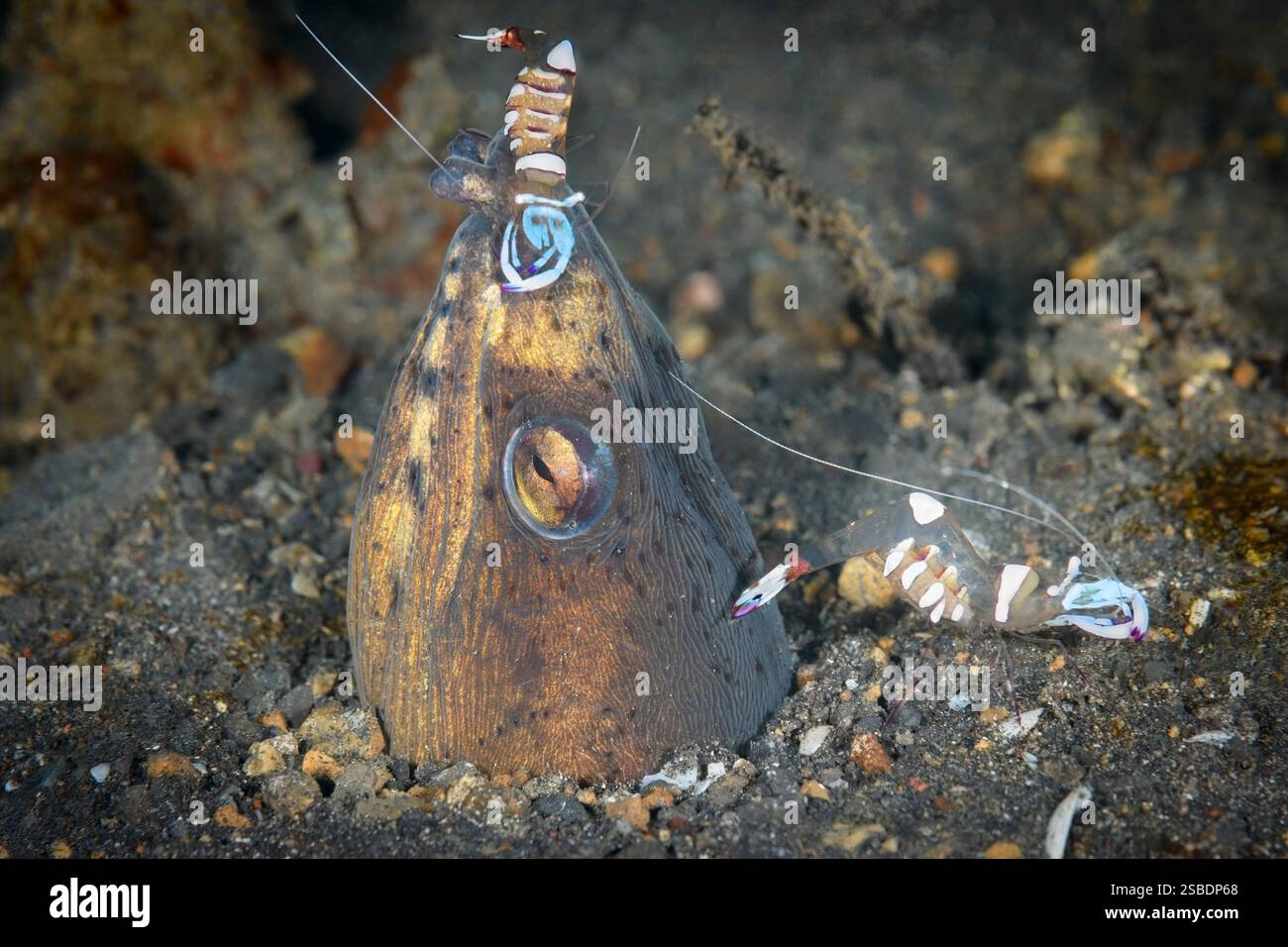 Black-finned snake eel, Ophichthus altipennis, with cleaner shrimp ...