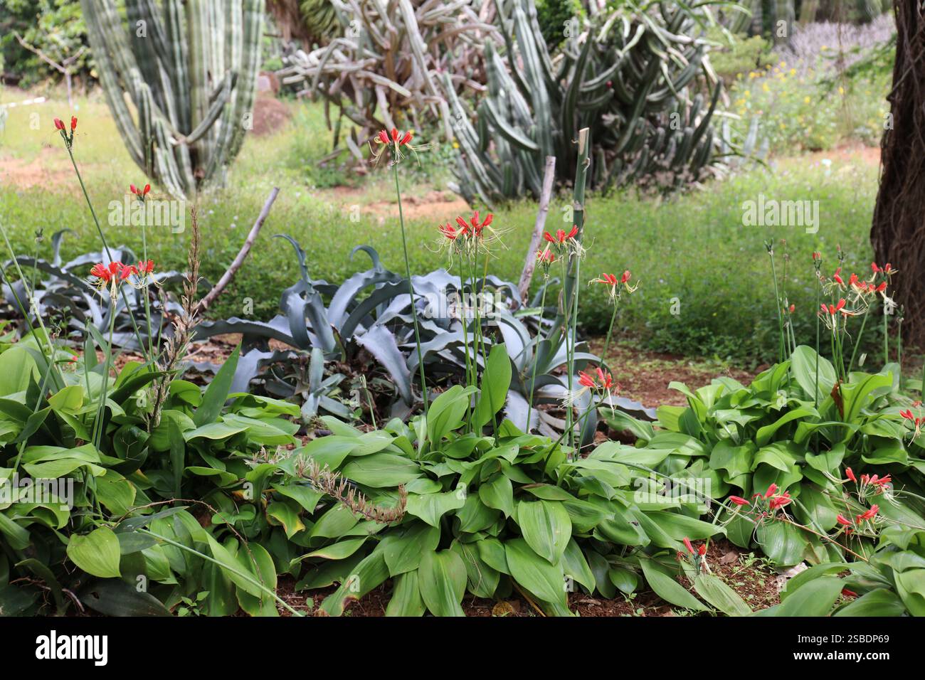 Red Spider Lilies, Hostas, Aloe and Cereus Cacti at the Koko Crater ...