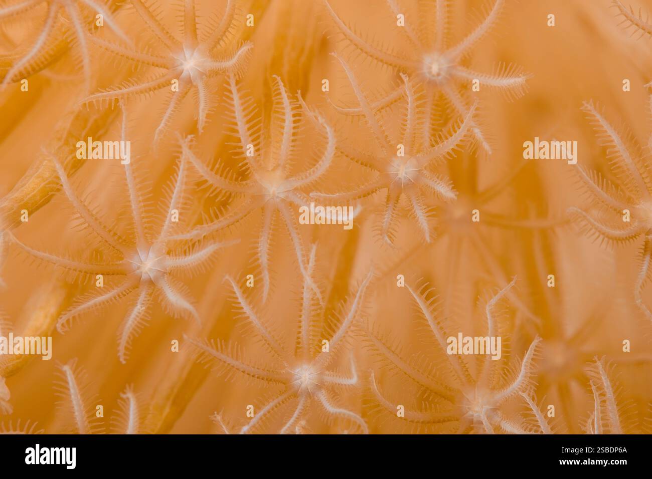 Leather coral polyps, Lobophytum sp., Lembeh Strait, North Sulawesi ...