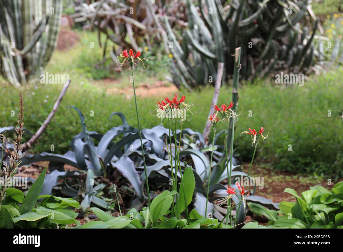 Red Spider Lilies, Hostas, Aloe and Cereus Cacti at the Koko Crater ...