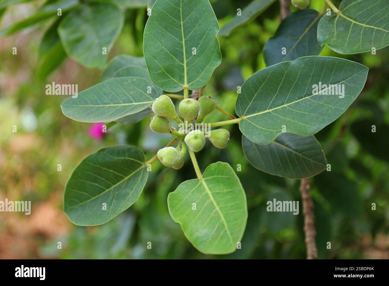 Close up of unripened fruit at the end of a leaf covered branch of a ...