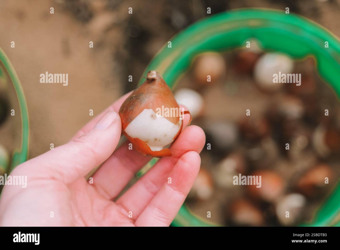 Tulip bulb in hand.Planting tulips.Flower bulbs set in green planting ...