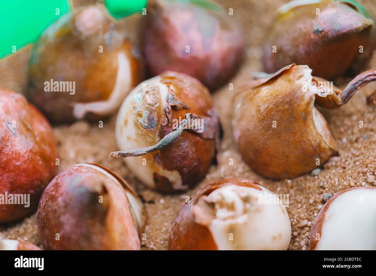 Tulip bulb in the sand.process of planting bulbous perennial flowers ...