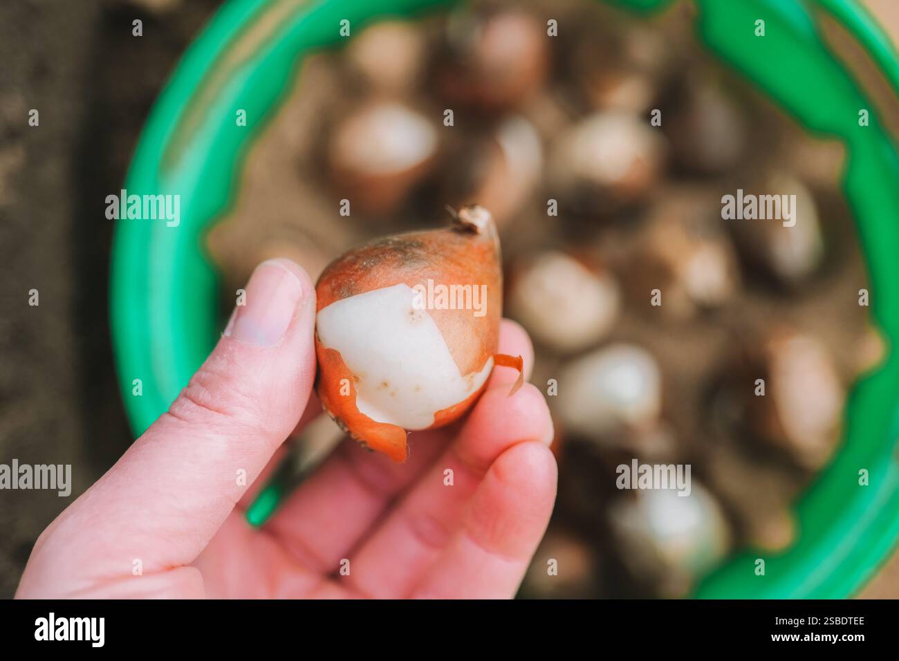 Tulip bulb in hand. Spring bulbous flowers planting. Hand placing tulip ...
