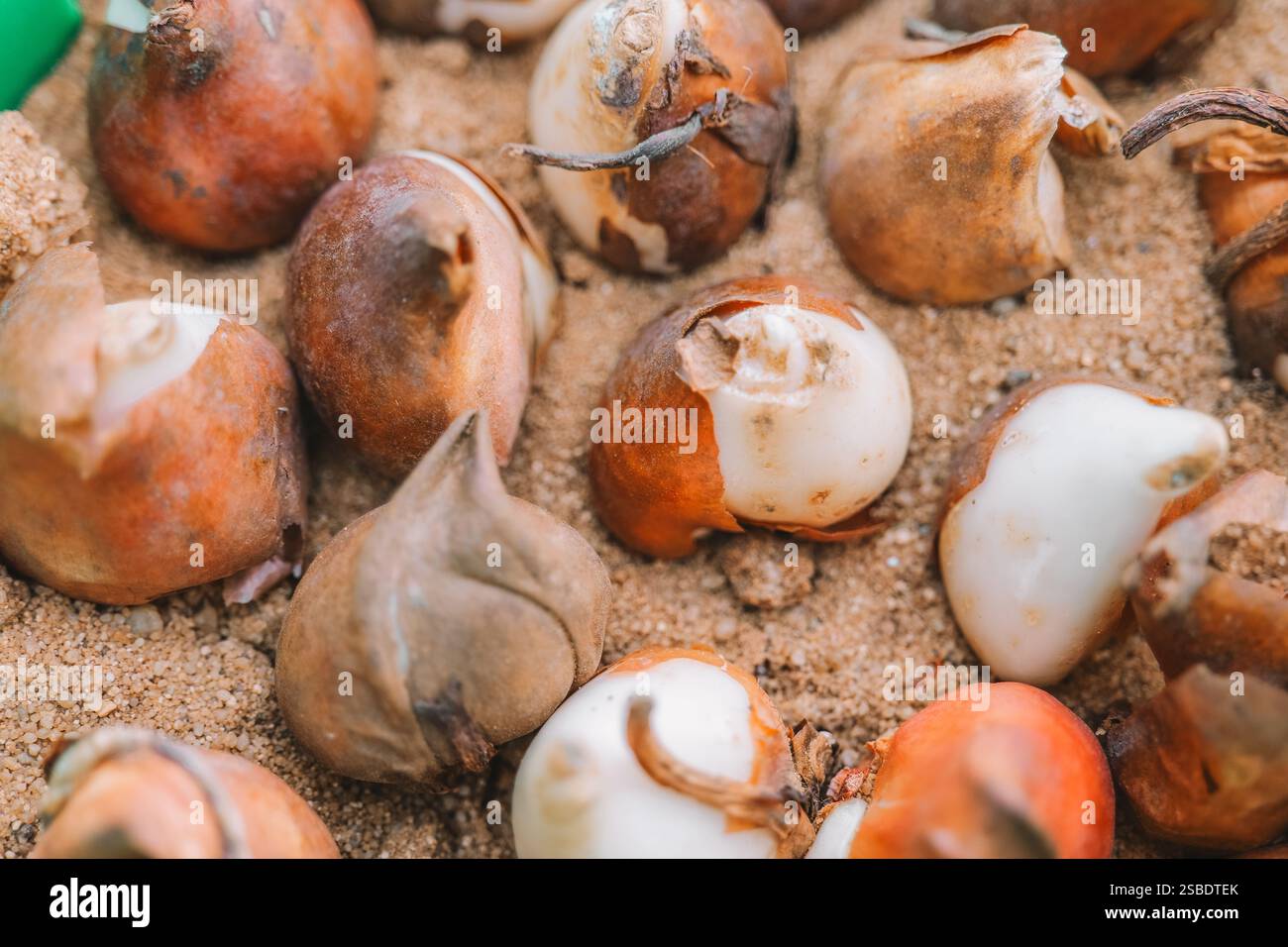 Tulip bulb in the sand close-up. Planting tulips.Flower bulbs in green ...