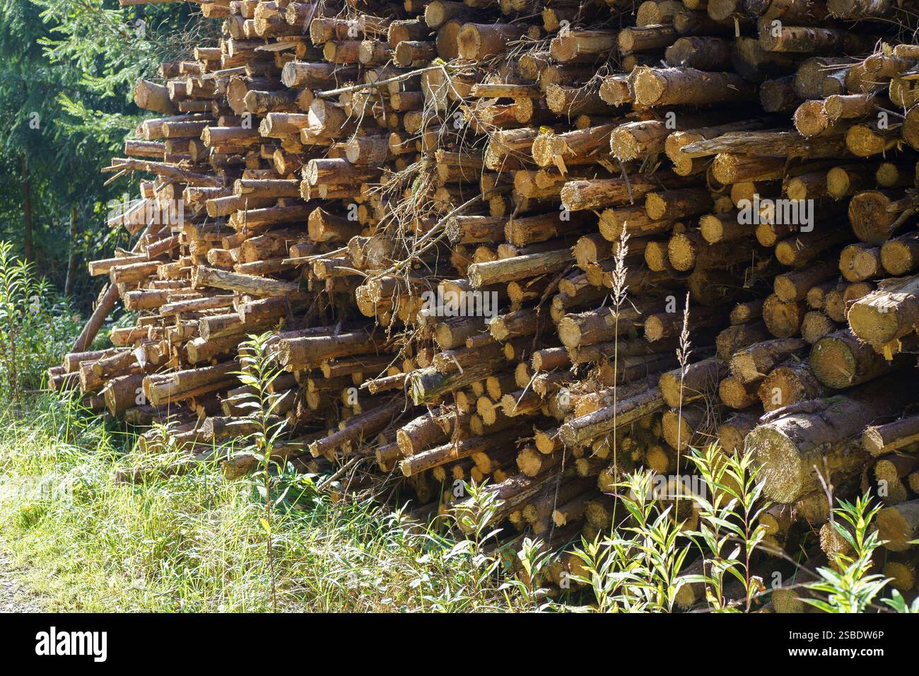 A stack of freshly cut tree trunks lying in the forest. Idea of ...