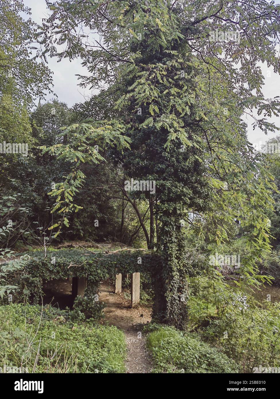 A path in the forest near historical ruins and a mountain river Stock ...
