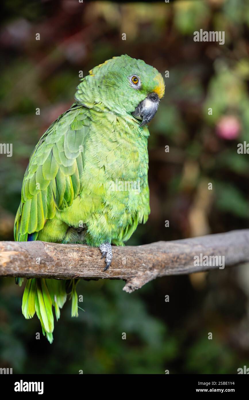 Amazon parrot perched in tree at Chichicastenango, Guatemala Stock ...