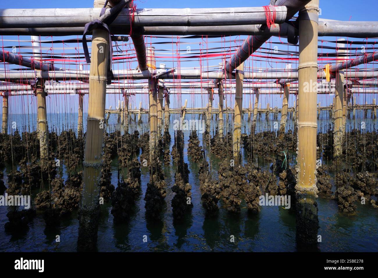 shellfish farming, oysters farm in the sea Stock Photo - Alamy