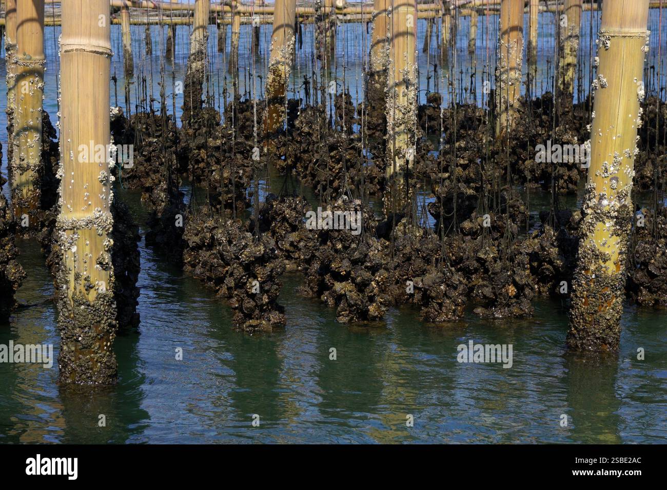 shellfish farming, oysters farm in the sea Stock Photo - Alamy