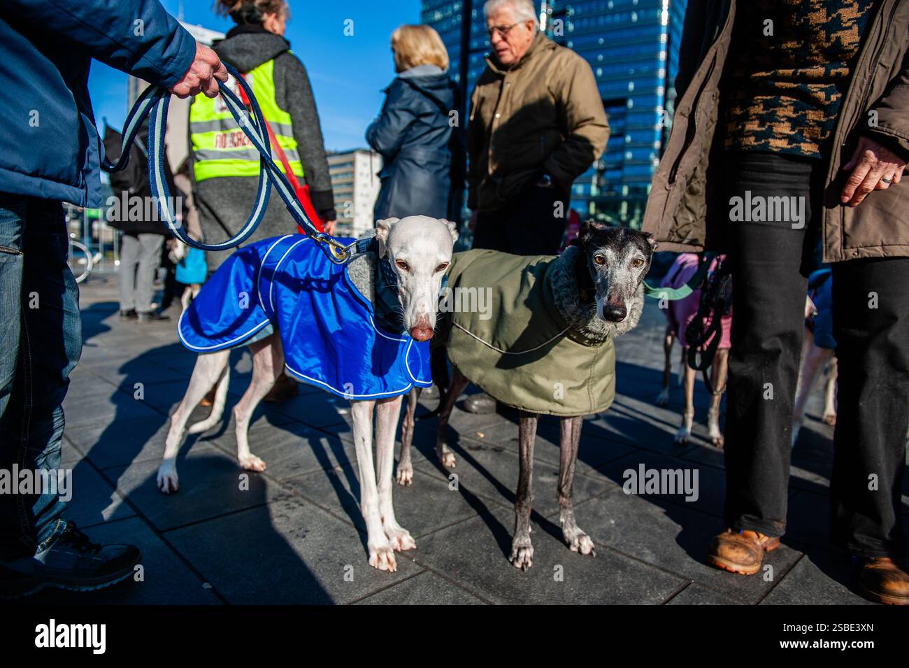 Utrecht, Netherlands. 02nd Feb, 2025. Two Spanish greyhounds are seen ...