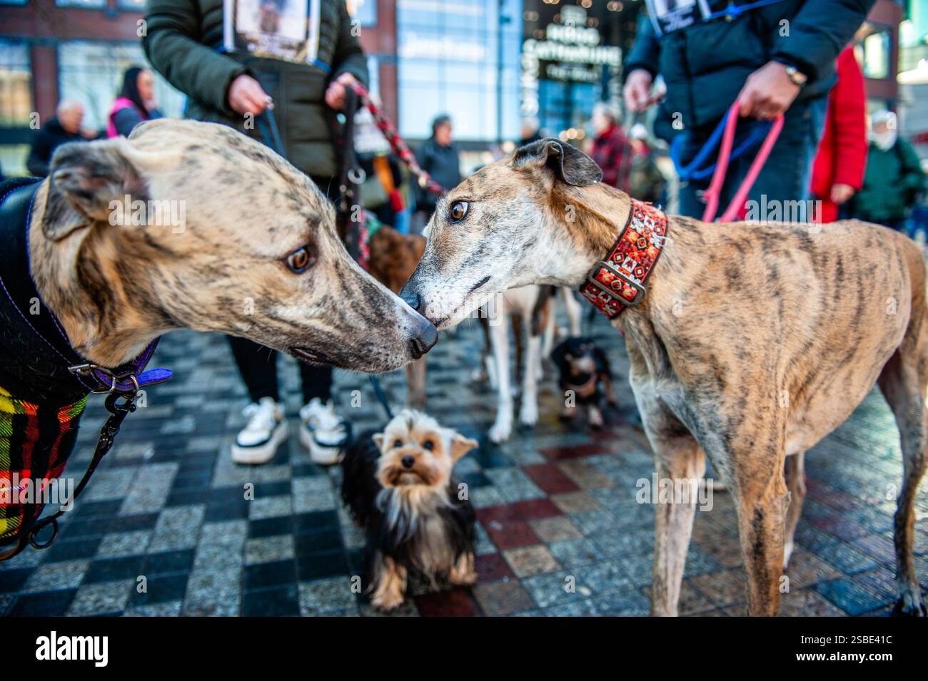 Two greyhounds are seen kissing each other during the rally. The ...