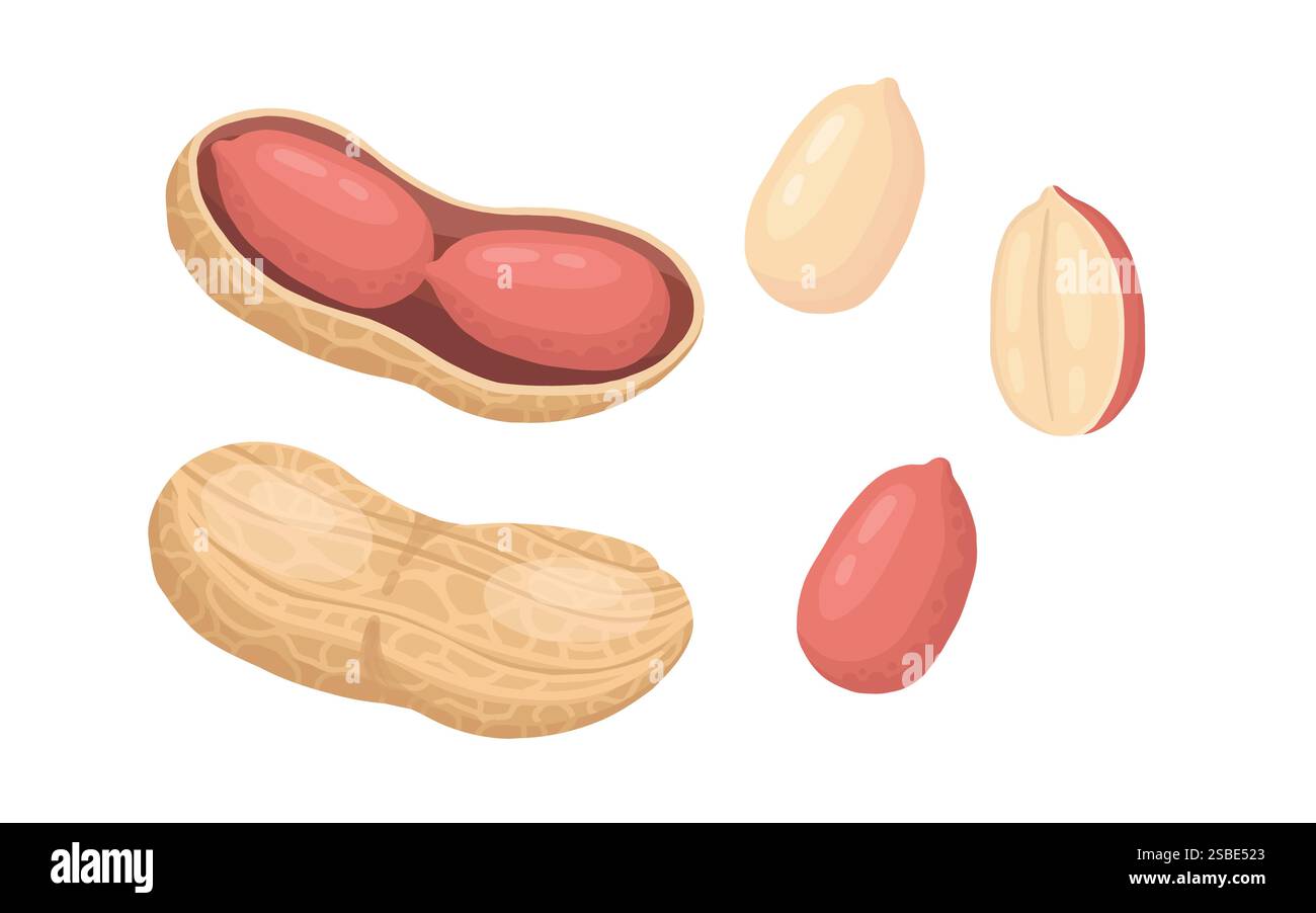 Cartoon peanuts. Delicious tasty peanuts snack, raw peanut in shell ...