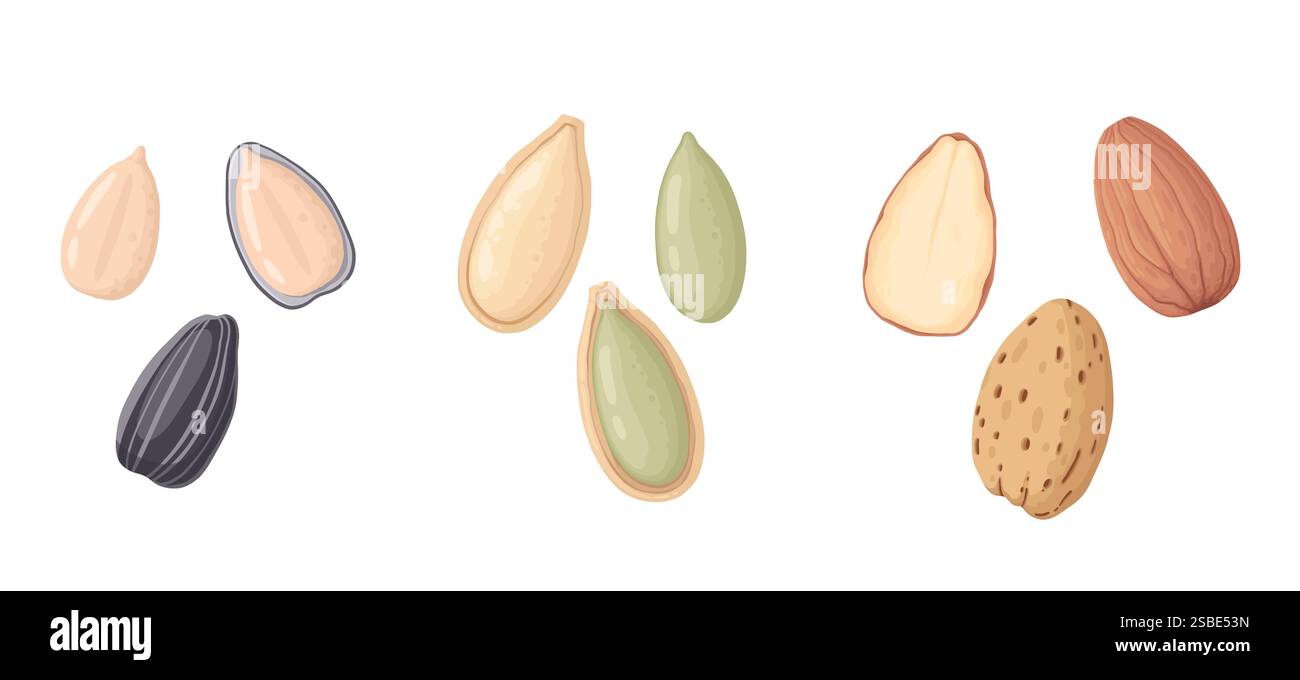 Cartoon seeds. Organic raw sunflower seeds, pumpkin seeds and pine nuts ...