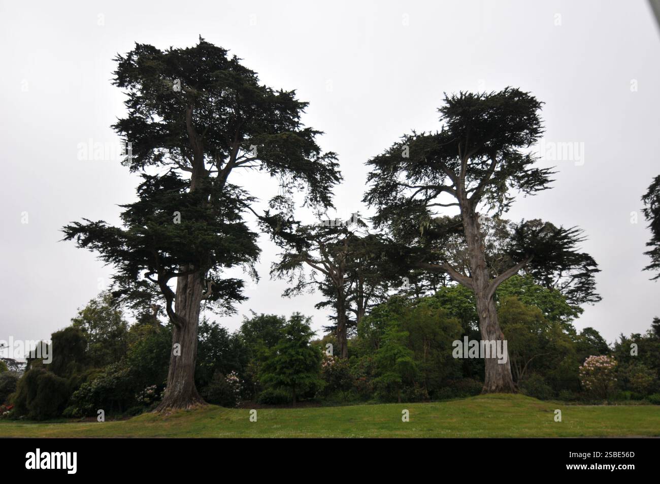 Trees in San Francisco Central Park Stock Photo - Alamy