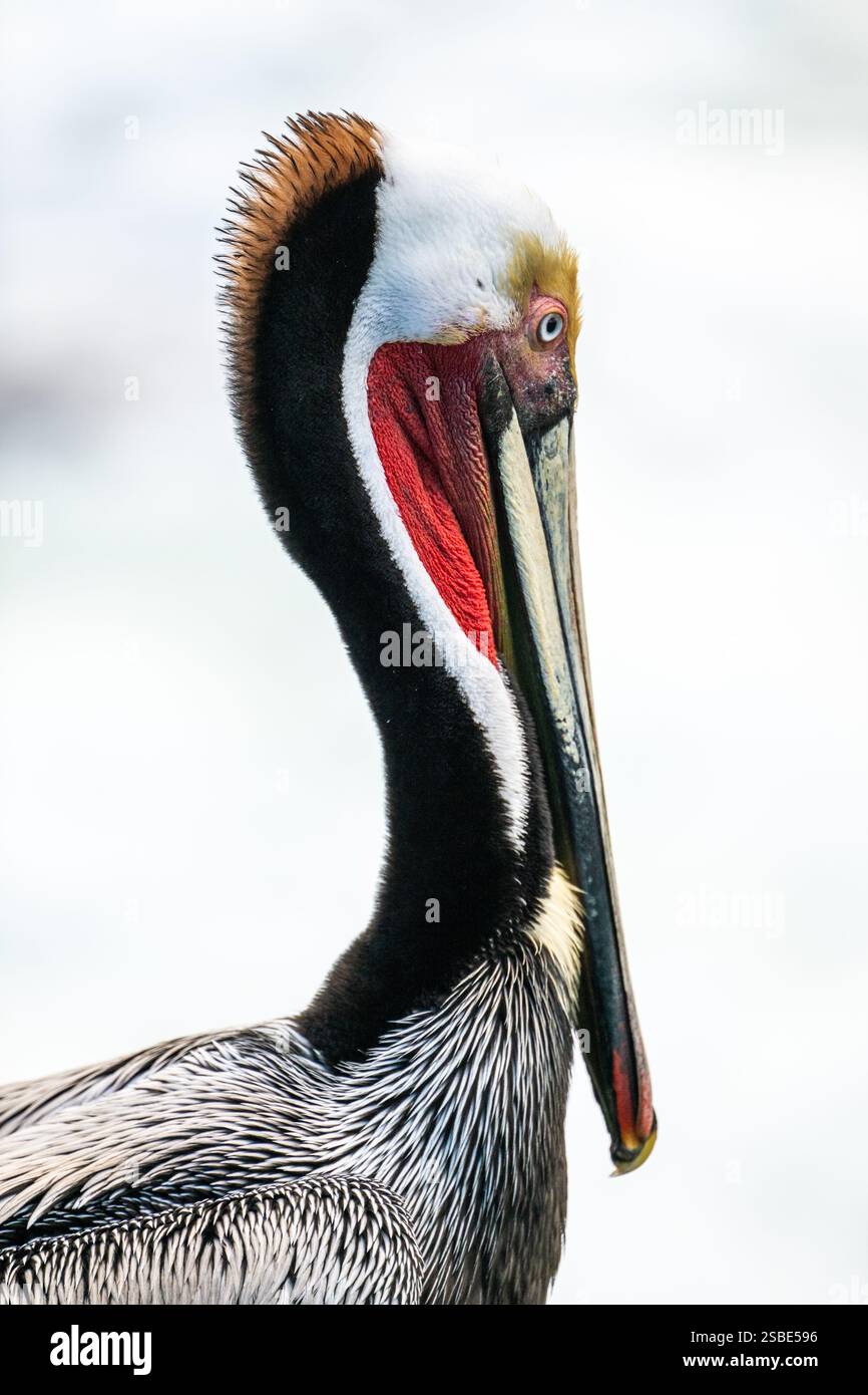 Adult Brown Pelican Stands Out from Blown Out Background on the ...