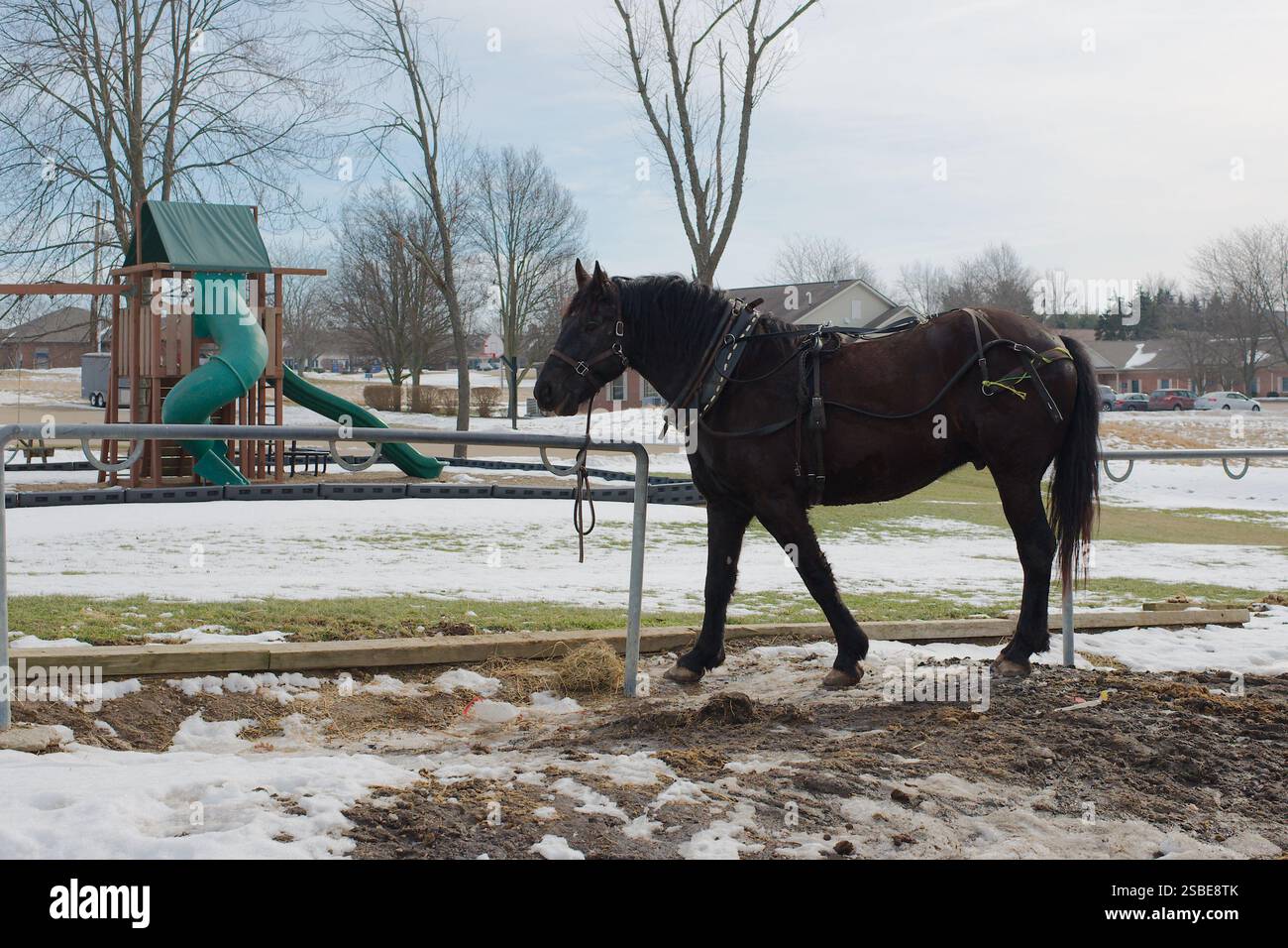 Brownish black amish horse hi-res stock photography and images - Alamy