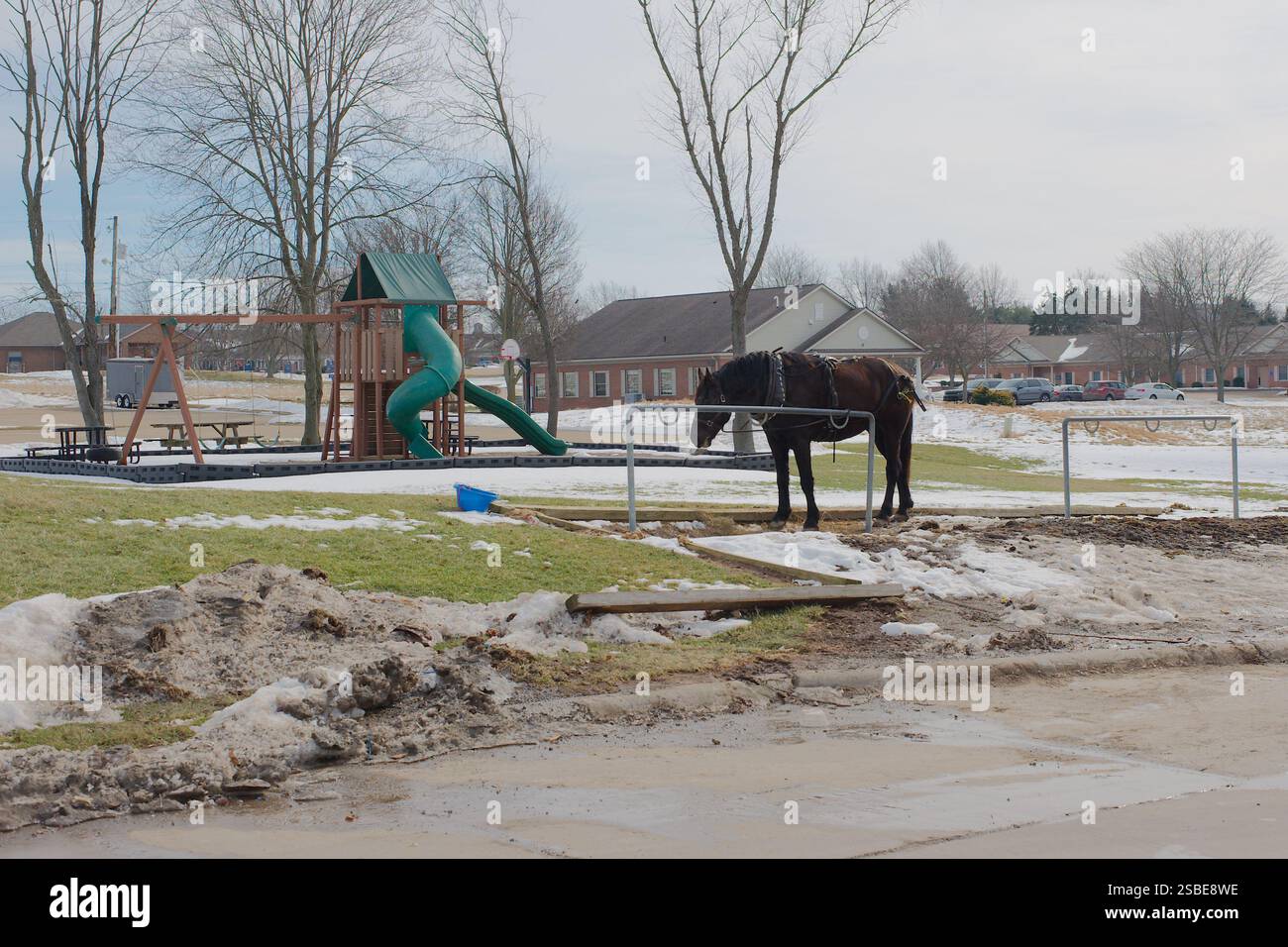 Brownish black Amish horse tied up to a metal hitching post. With ...