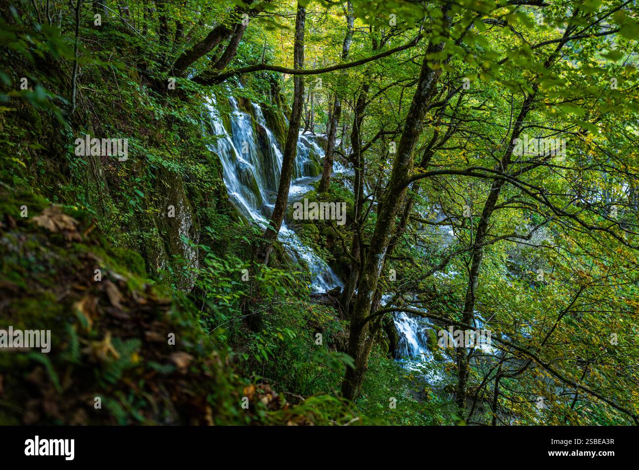 Lake in deep forest in the Plitvice Lakes national park in Croatia ...