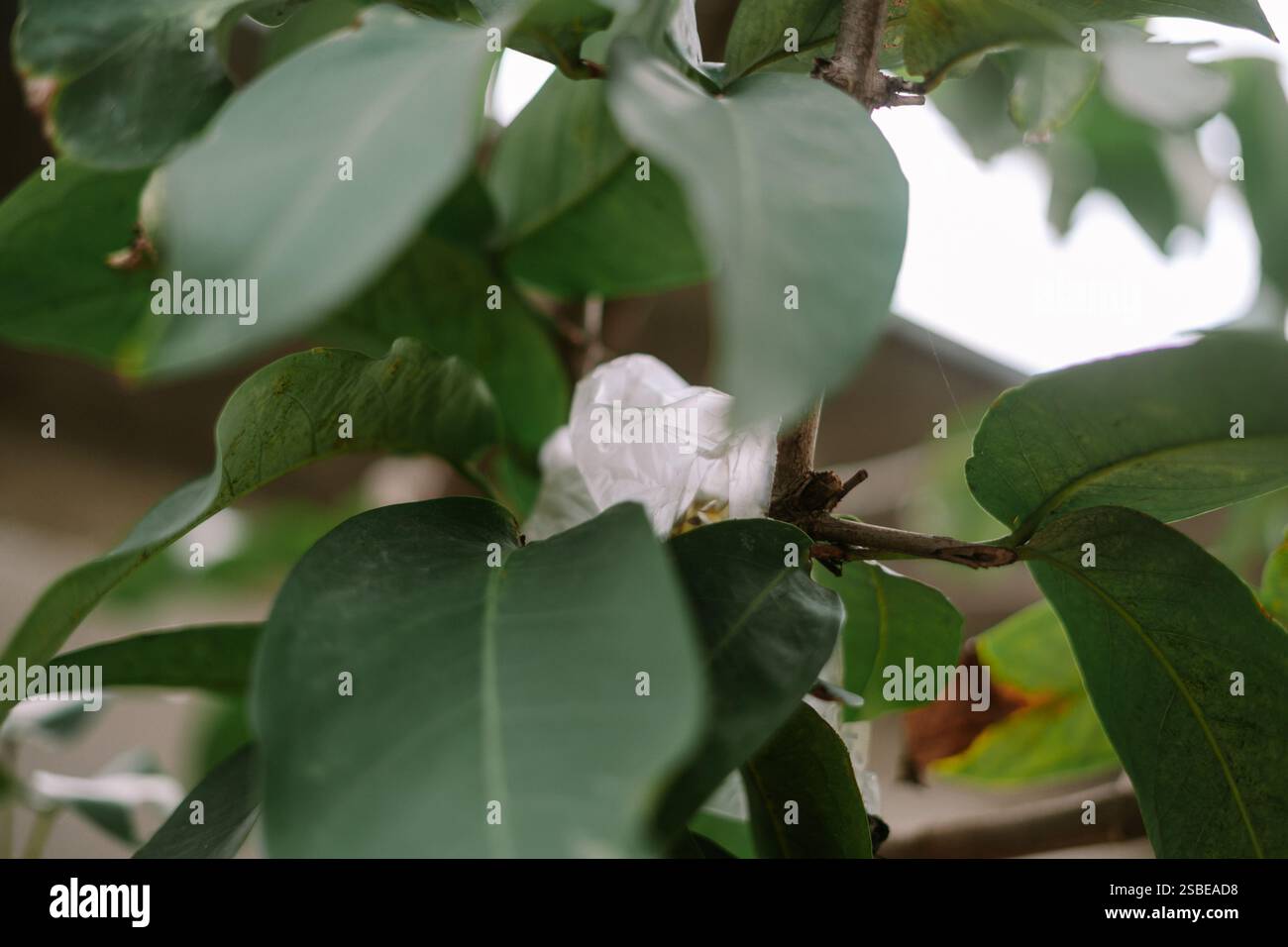 A guava tree with its fruits wrapped in plastic for protection so cool ...