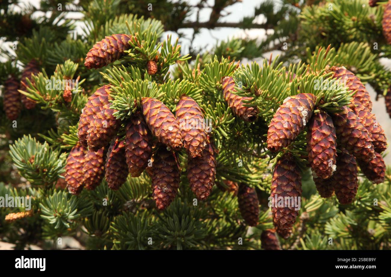Engelmann Spruce (Picea engelmannii) cones on a tree in Beartooth ...