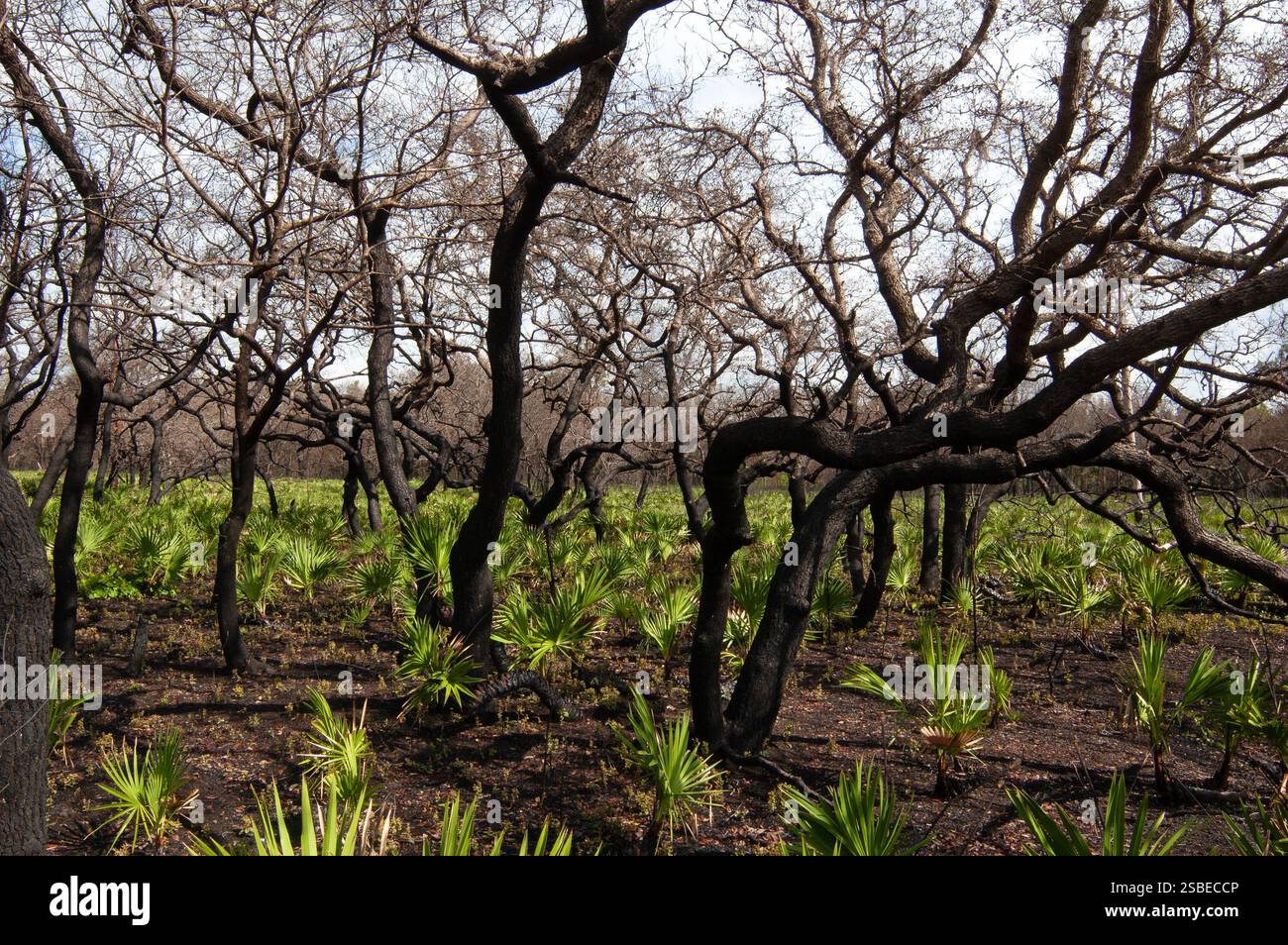 After a prescribed burn in Balm-Boyette Scrub Nature Preserve the new ...