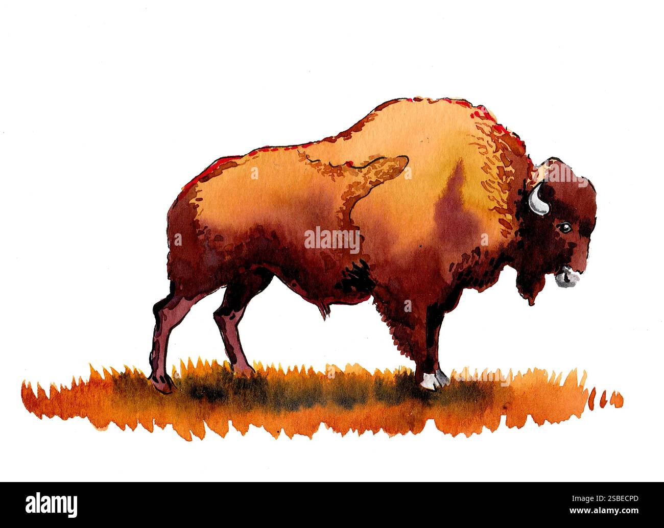 Standing bison. Hand drawn watercolour illustration Stock Photo - Alamy