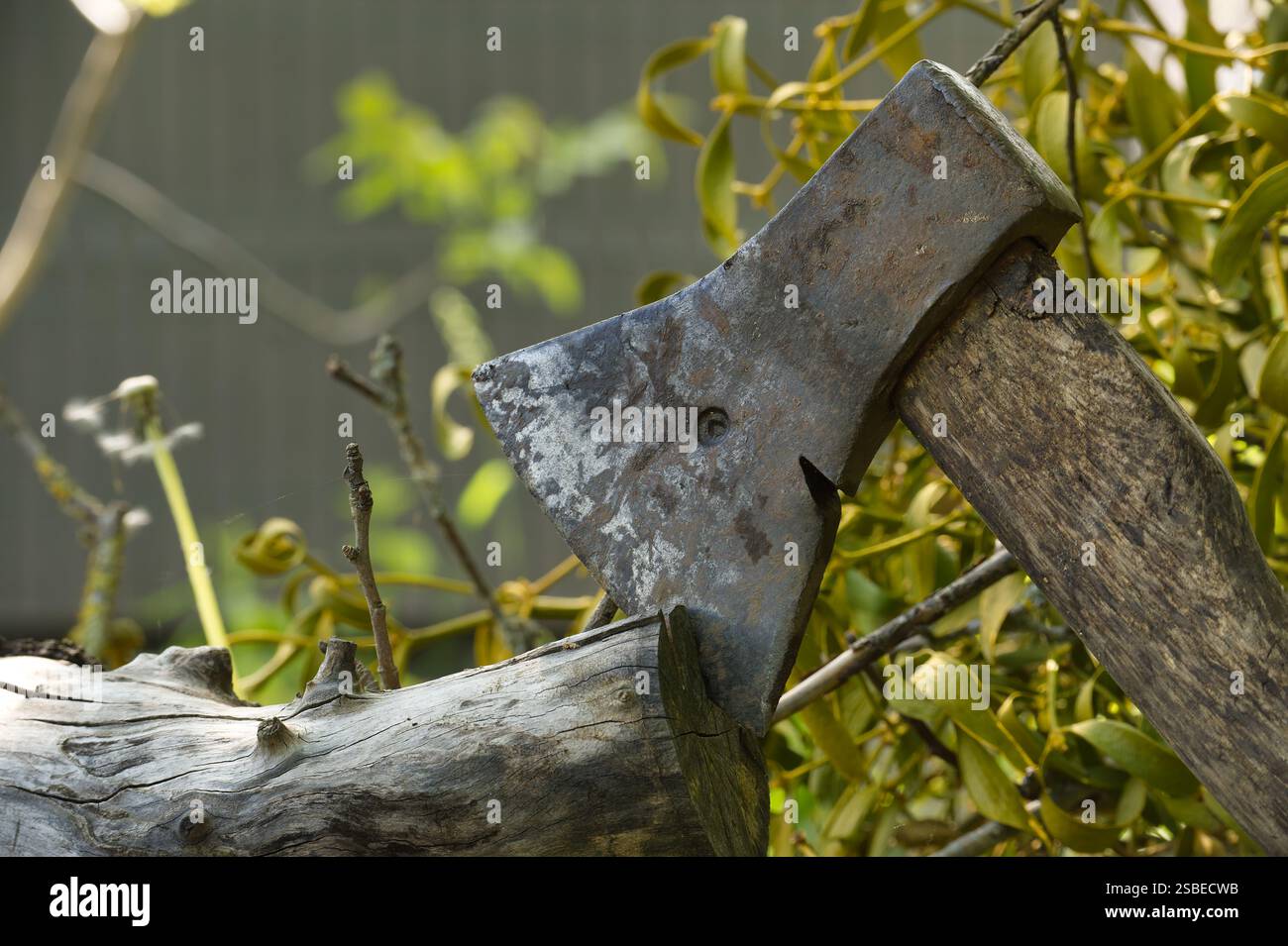 Close-up view of an aged, rusted axe embedded in a tree trunk ...