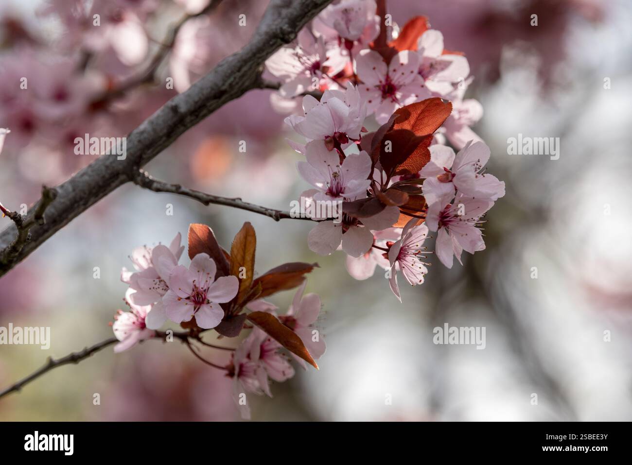 Blooming red plum tree in hi-res stock photography and images - Alamy