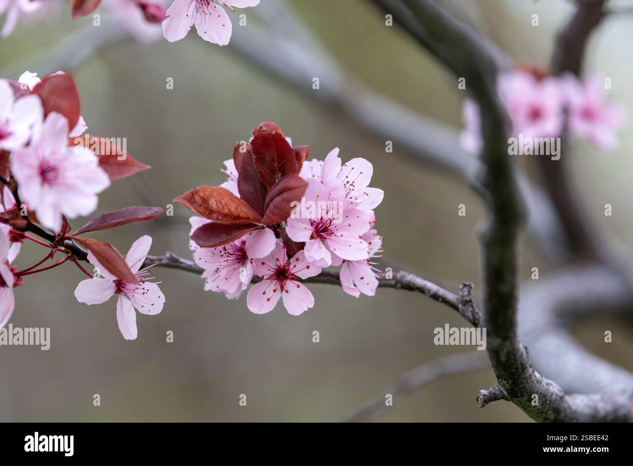 Oregon plum hi-res stock photography and images - Alamy
