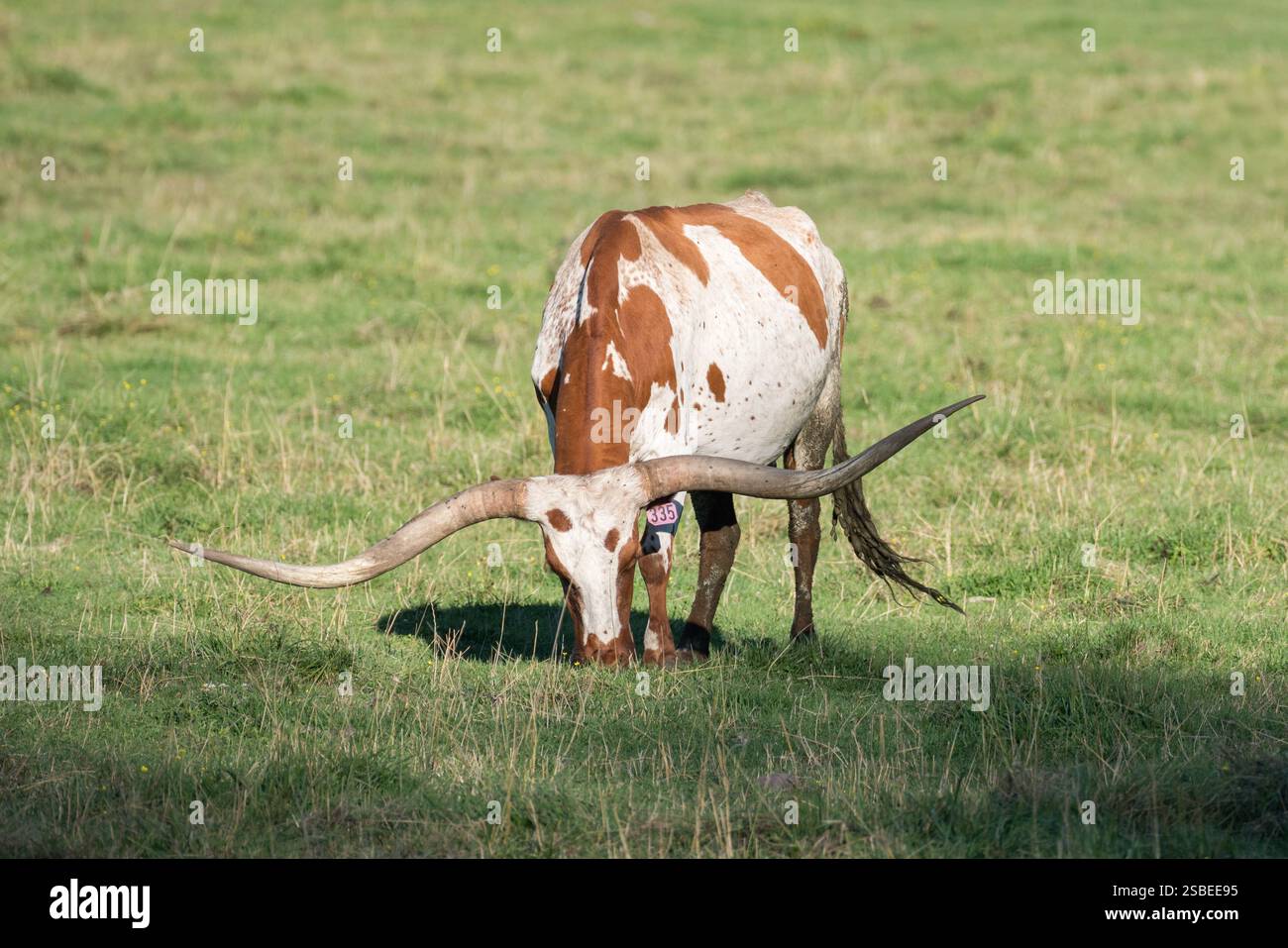 Longhorn cattle on a ranch in Oregon's Wallowa Valley Stock Photo - Alamy