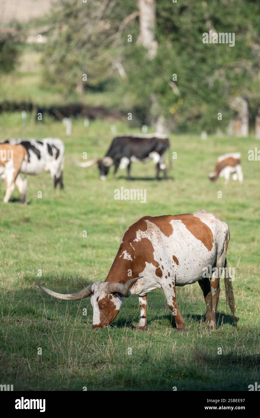 Longhorn cattle on a ranch in Oregon's Wallowa Valley Stock Photo - Alamy