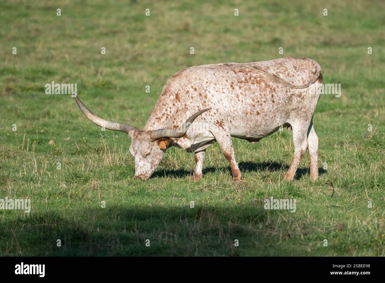 Longhorn cattle on a ranch in Oregon's Wallowa Valley Stock Photo - Alamy