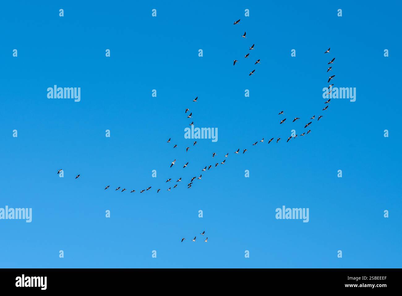 Canada geese flying over Eastern Oregon Stock Photo - Alamy
