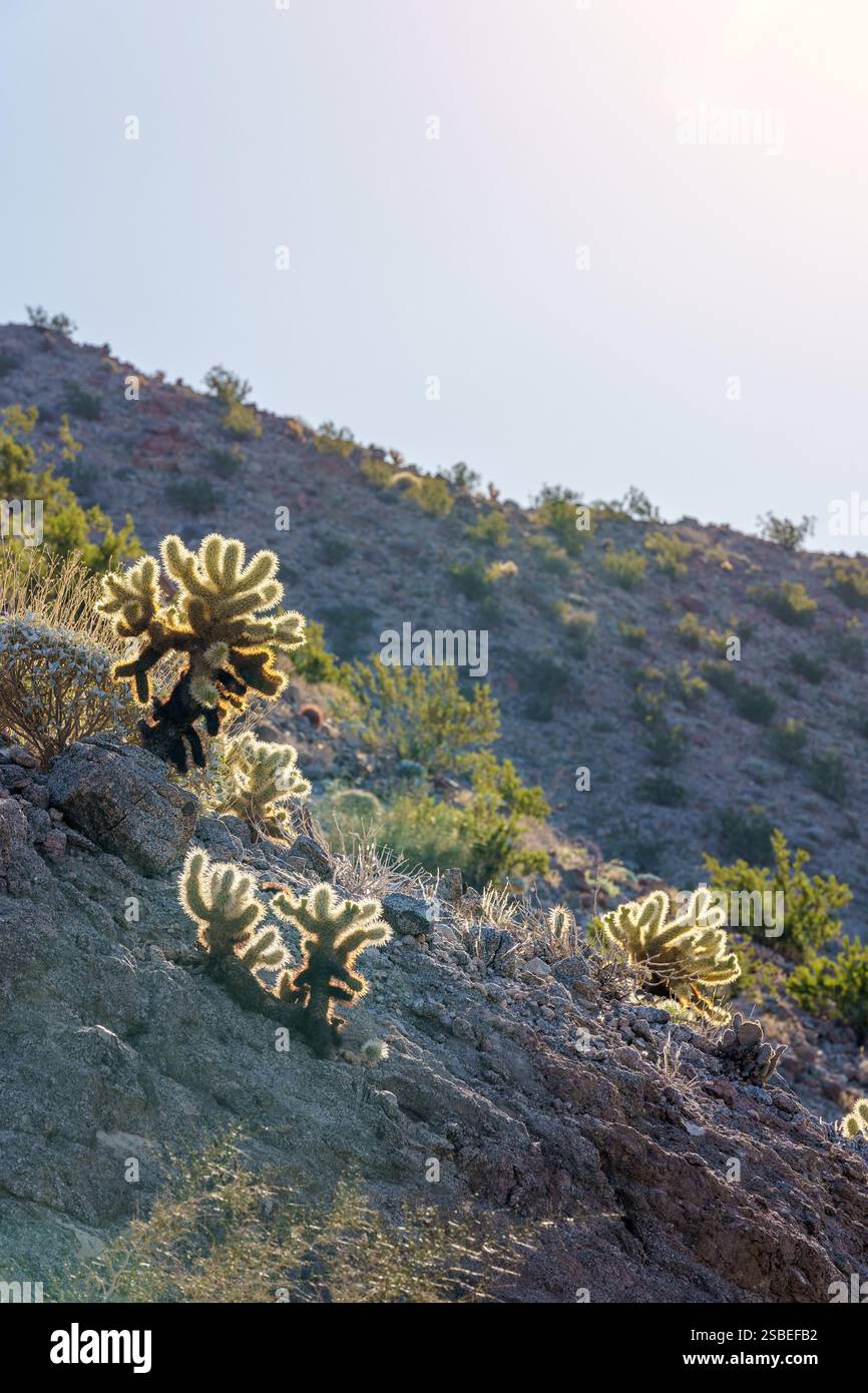 Multiple Silver Cholla cactus backlit by morning sun in the Sonoran ...