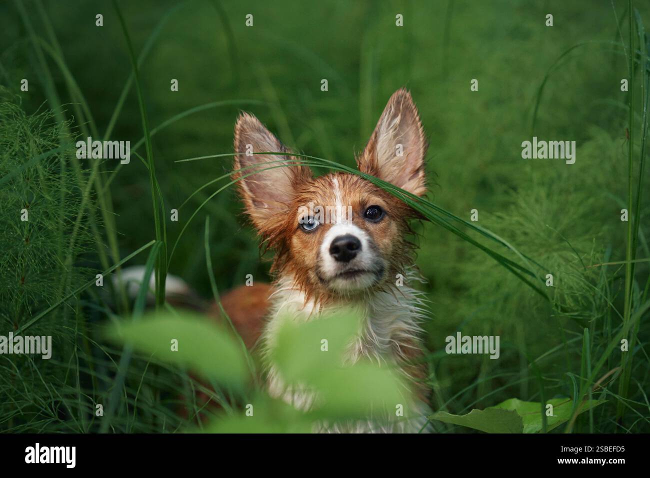 A Border Pap lays peacefully in tall forest grass with vibrant green ...