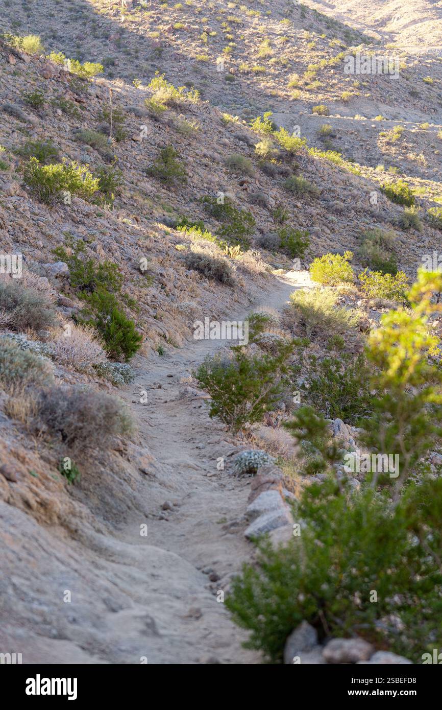 Hiking trail in the desert with sunlight and green creosote bushes ...
