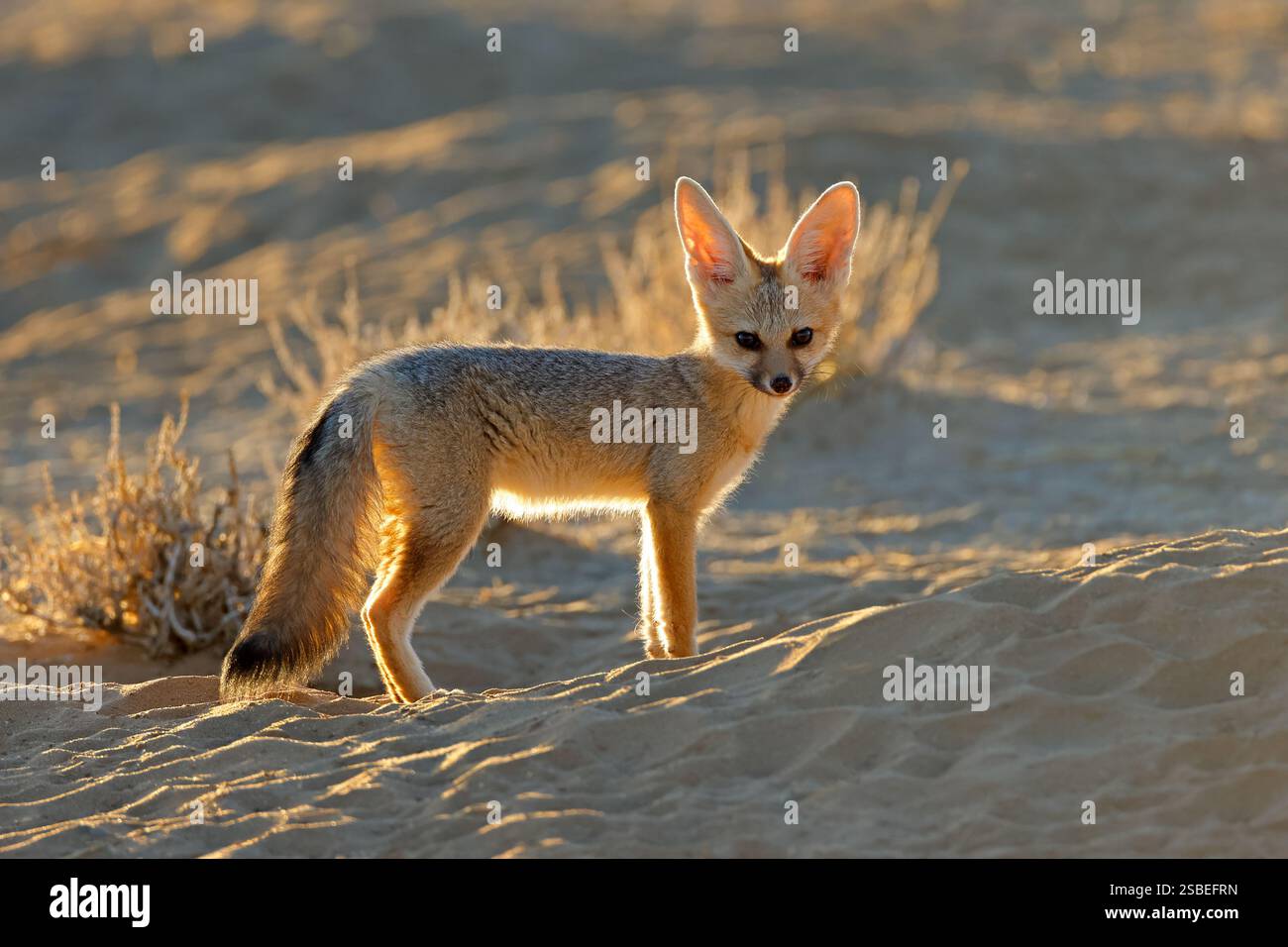 A small Cape fox (Vulpes chama) in early morning light, Kalahari desert ...